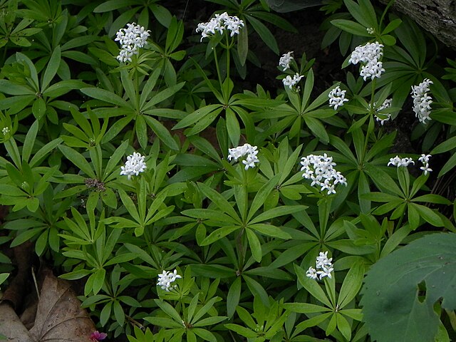 Sweet Woodruff (Galium Odoratum) Identification