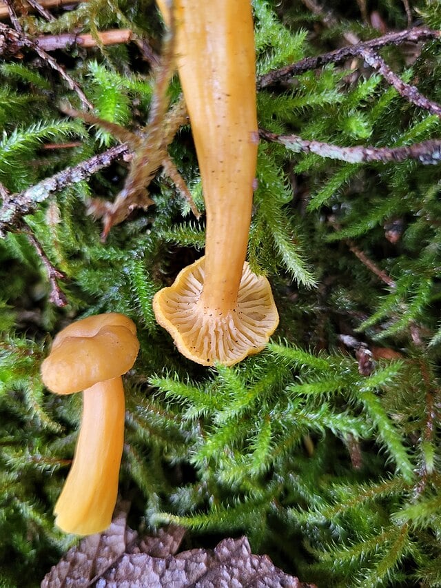 Winter Chanterelle Mushrooms (Craterellus Tubaeformis) Identification