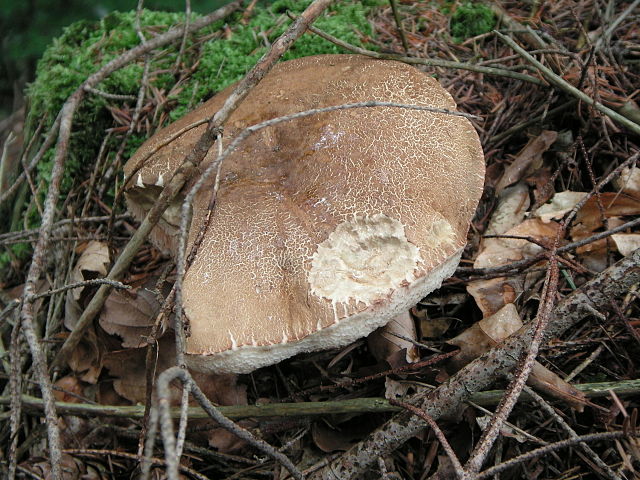 Bitter Bolete (Tylopilus Felleus) Identification