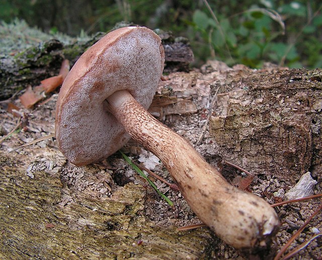 Bitter Bolete (Tylopilus Felleus) Identification