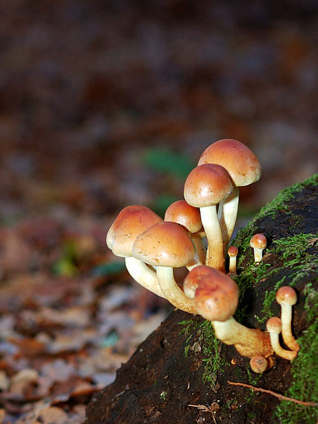Sulphur Tuft (Hypholoma fasciculare) Identification