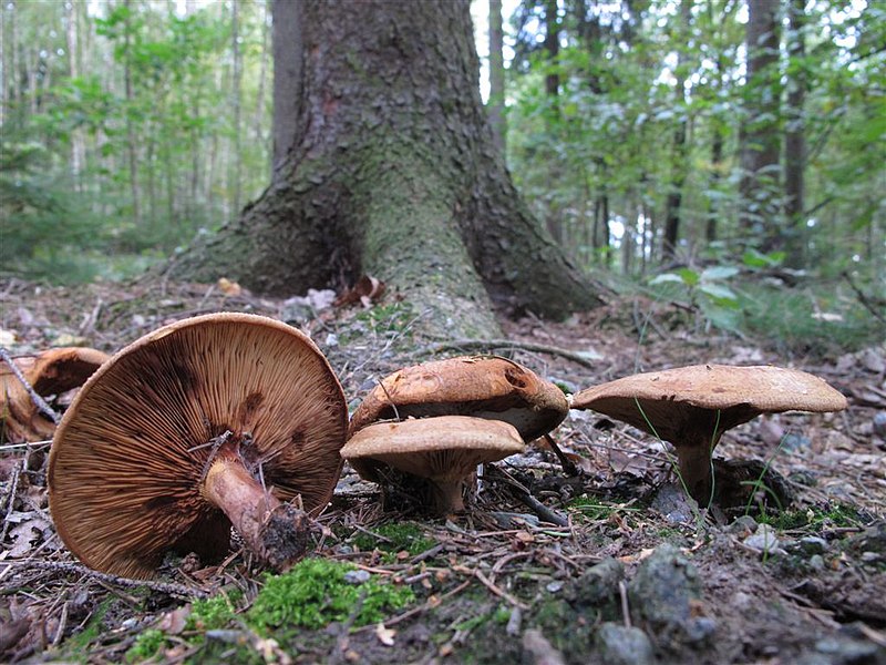 Brown Roll Rims (Paxillus Involutus) Identification