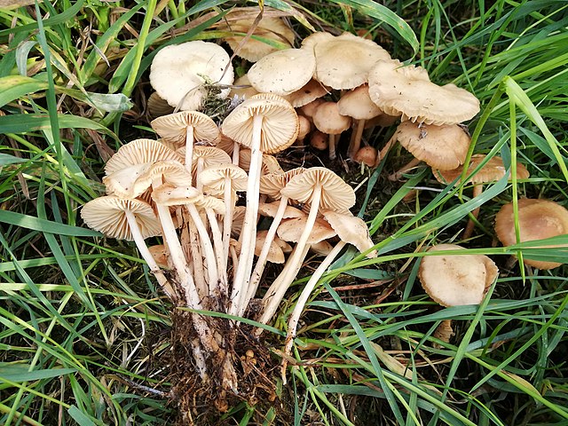 Fairy Ring Mushrooms (Marasmius Oreades)