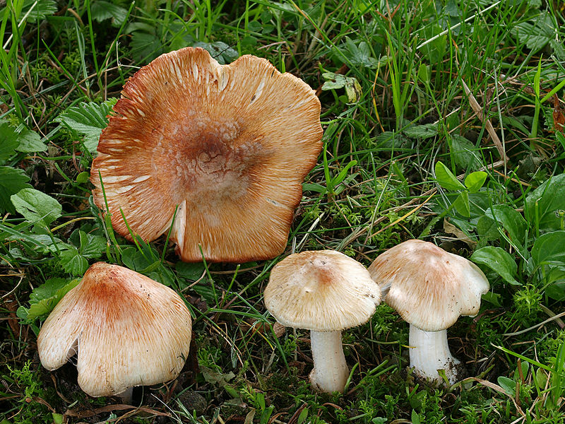 Deadly Fibrecaps (Inocybe erubescens) Identification