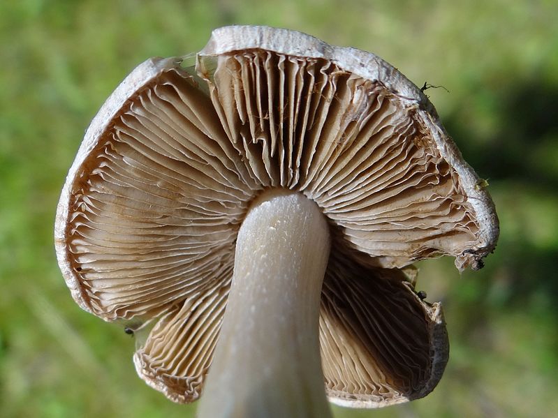 Deadly Fibrecaps (Inocybe erubescens) Identification