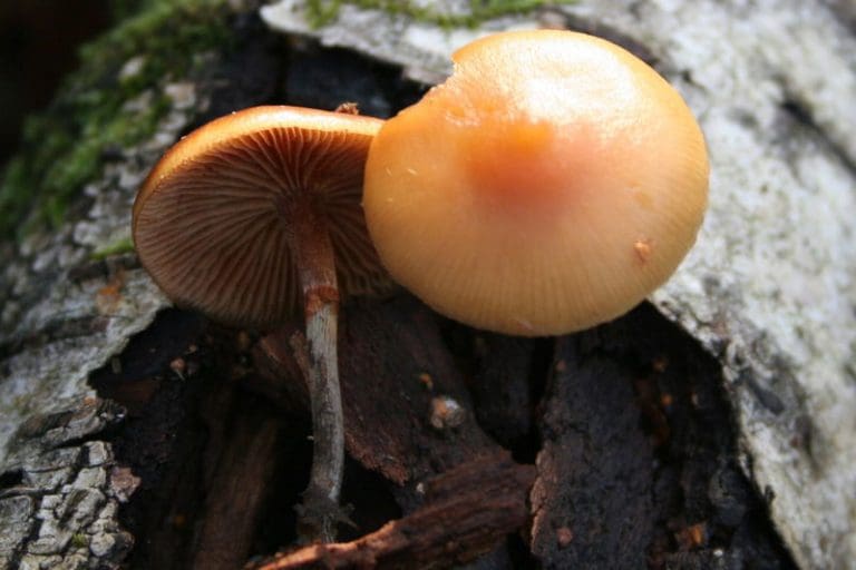 Funeral bell Mushroom (Galerina Marginata) Identification