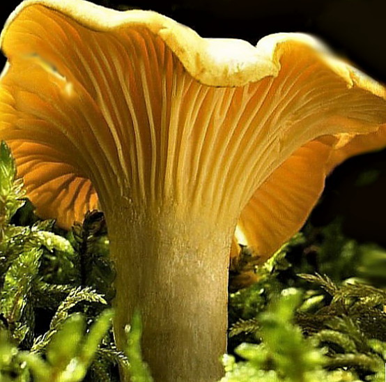 Chanterelle Mushrooms (Cantharellus cibarius) Girolle