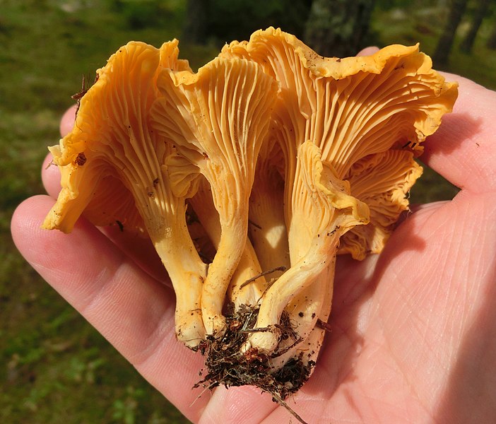 Chanterelle Mushrooms (Cantharellus cibarius) Girolle