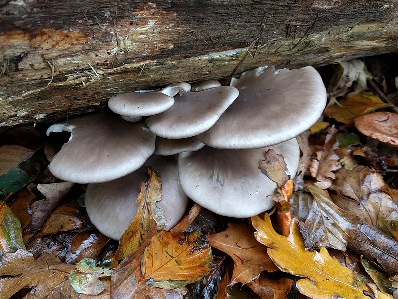 Grey Oyster Mushroom (Pleurotus ostreatus) Identification