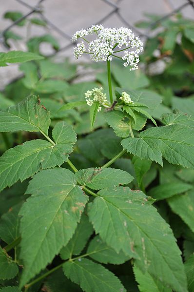 Ground Elder plant (Aegopodium podagraria) Identification