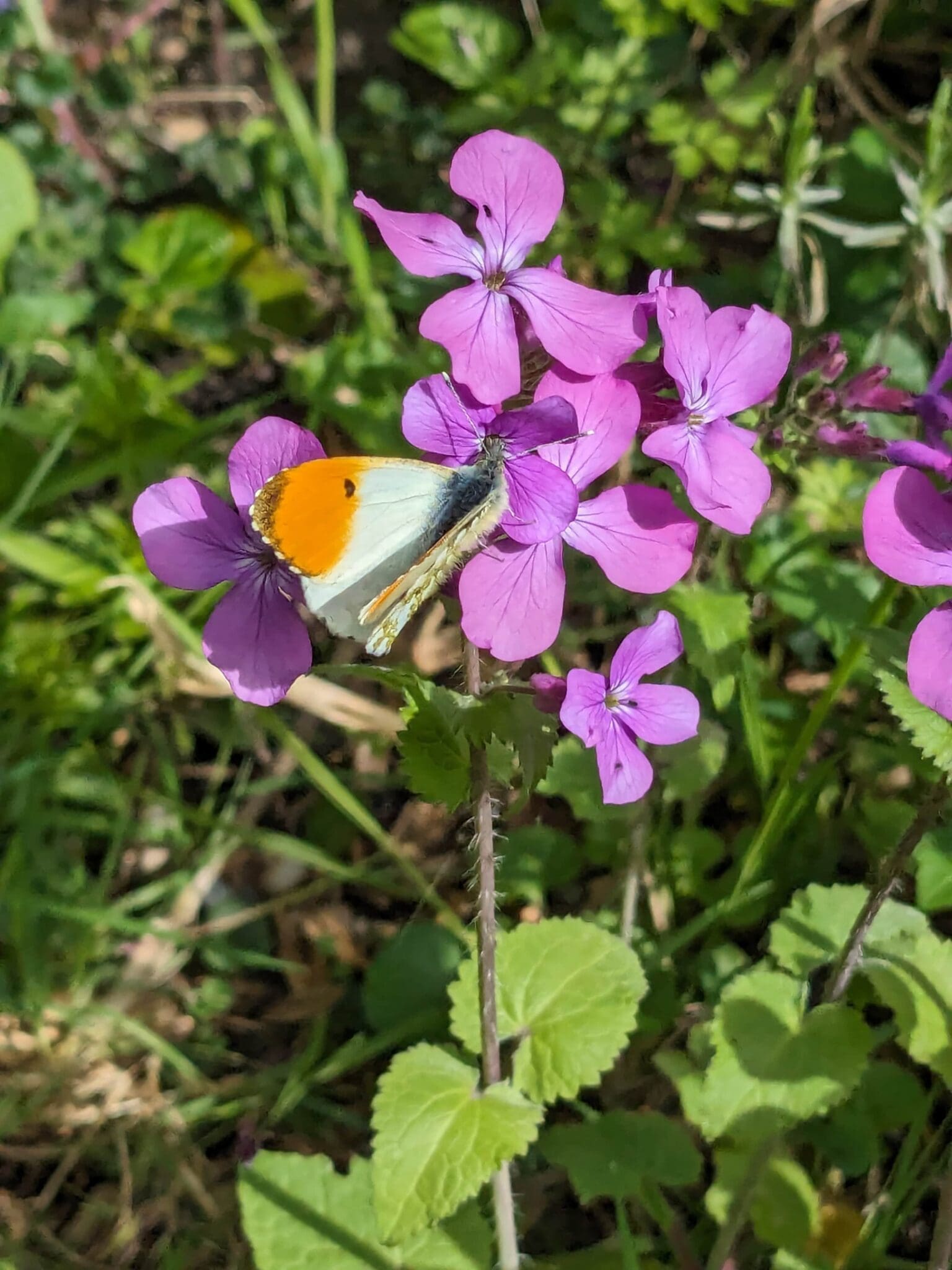 Honesty (Lunaria annua) Identification