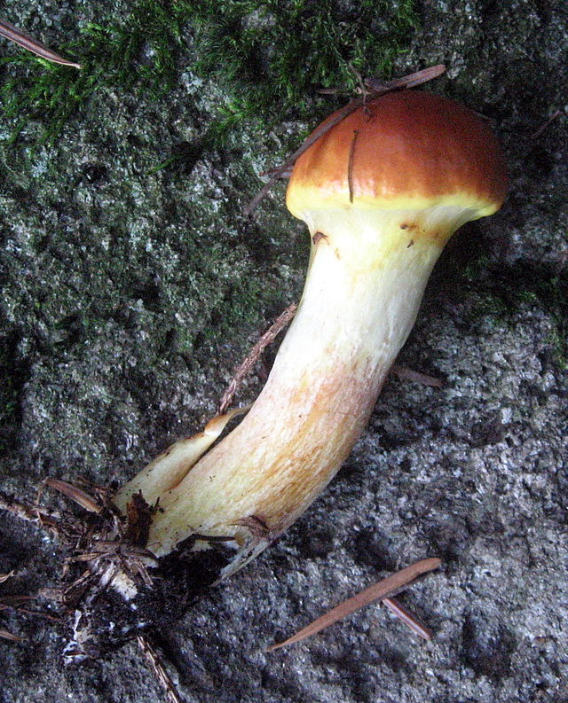 Larch Bolete (Suillus Grevillei) Identification