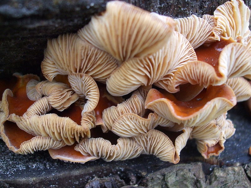 Velvet Shank (Flammulina Velutipes) Identification