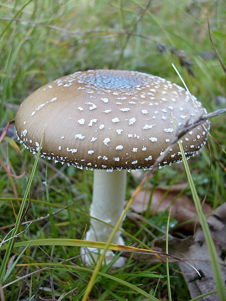 Panther Cap (Amanita Pantherina) Identification