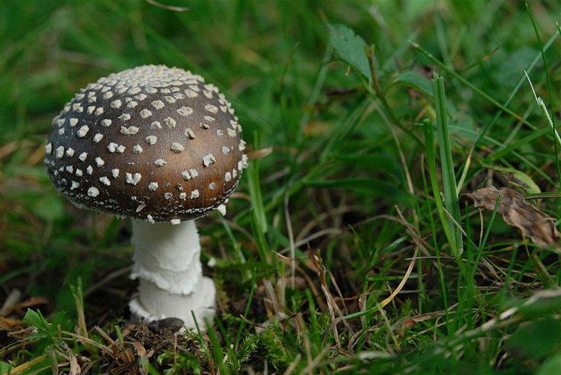 Panther Cap (Amanita Pantherina) Identification