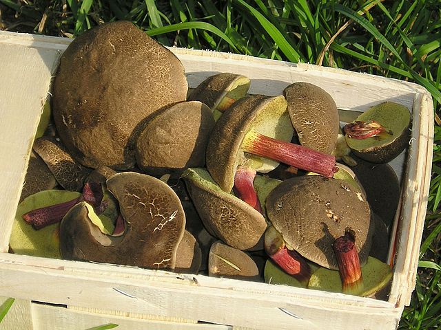 Red Cracked Bolete (Xerocomellus Chrysenteron) Identification