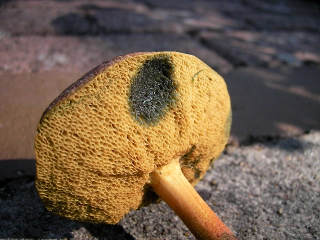 Red Cracked Bolete (Xerocomellus Chrysenteron) Identification