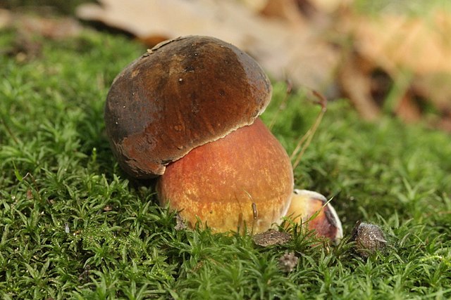 Scarletina Bolete (Neoboletus Praestigiator) Identification