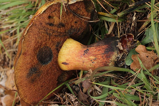 Scarletina Bolete (Neoboletus Praestigiator) Identification