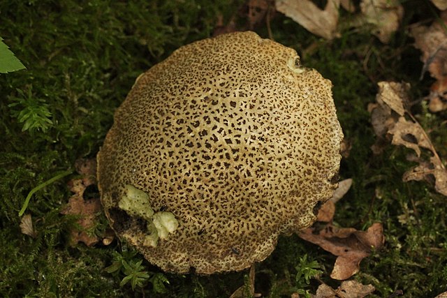 Sepia Bolete (Xerocomellus Porosporus) Identification