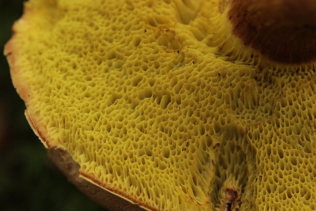 Sepia Bolete (Xerocomellus Porosporus) Identification