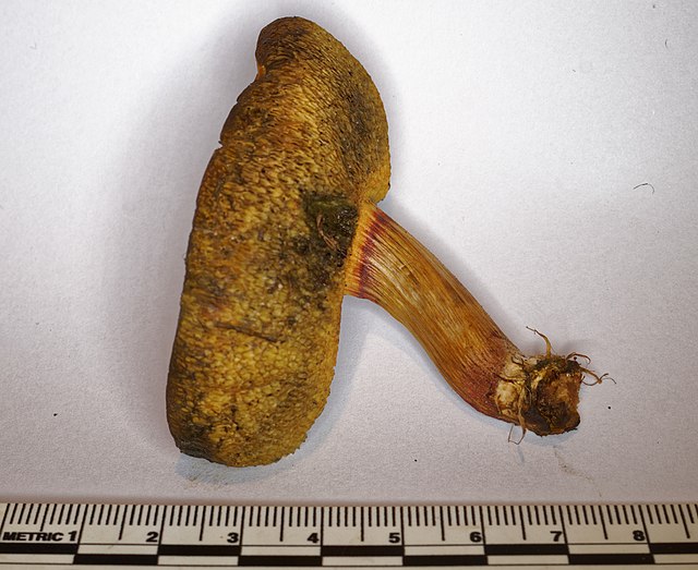 Sepia Bolete (Xerocomellus Porosporus) Identification
