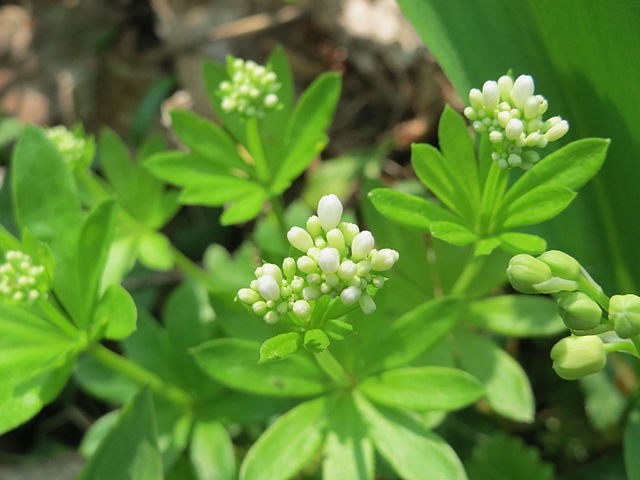 Sweet Woodruff (Galium Odoratum) Identification
