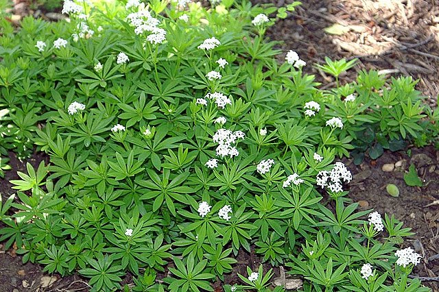 Sweet Woodruff (Galium Odoratum) Identification