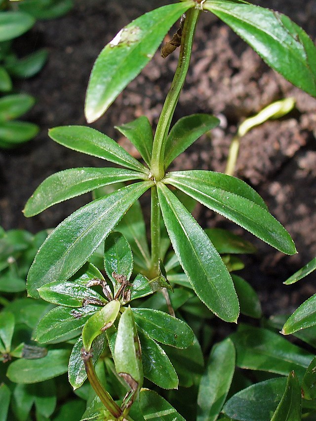 Sweet Woodruff (Galium Odoratum) Identification