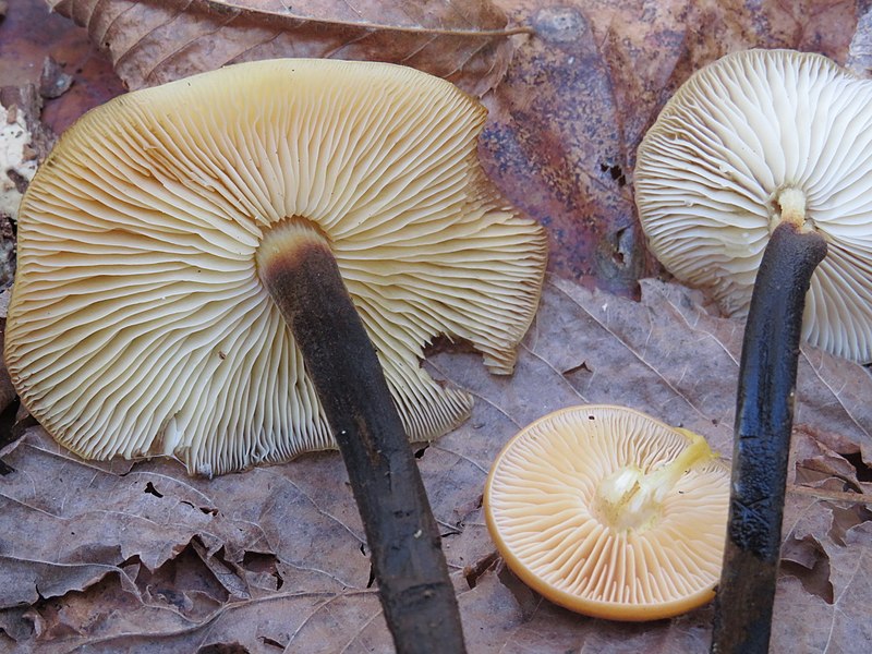 Velvet Shank (Flammulina Velutipes) Identification