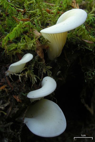 Angel Wings (Pleurocybella porrigens) Identification