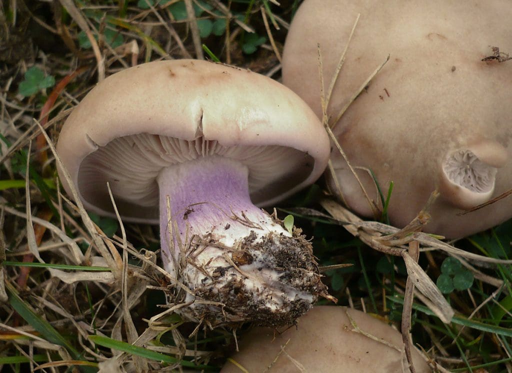 Field Blewit (Lepista saeva) Identification