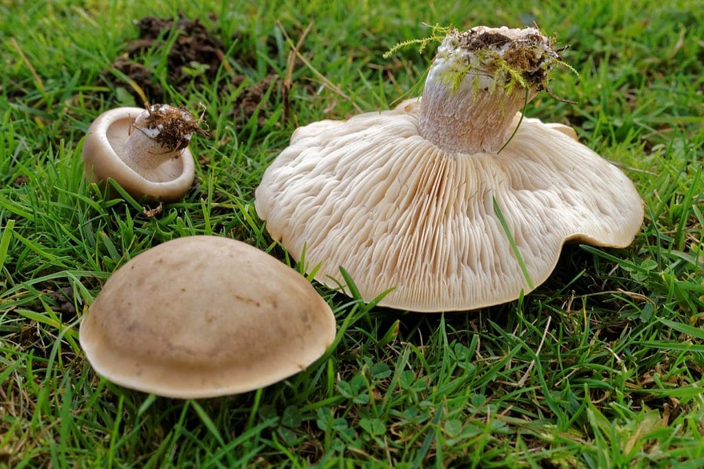Field Blewit (Lepista saeva) Identification