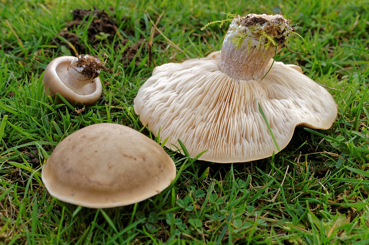 Field Blewit (Lepista saeva) Identification