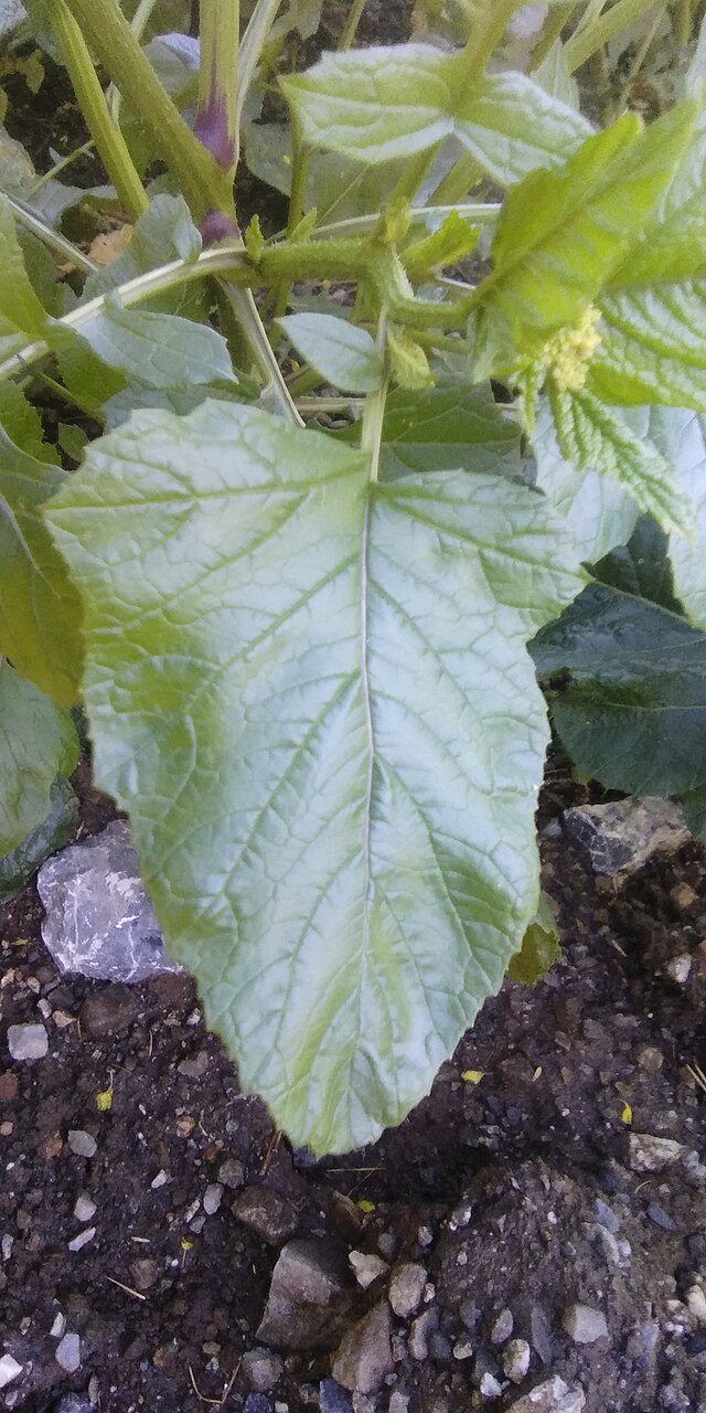 Charlock Mustard (Sinapis arvensis) Identification