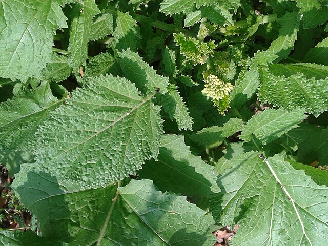 Charlock Mustard (Sinapis arvensis) Identification