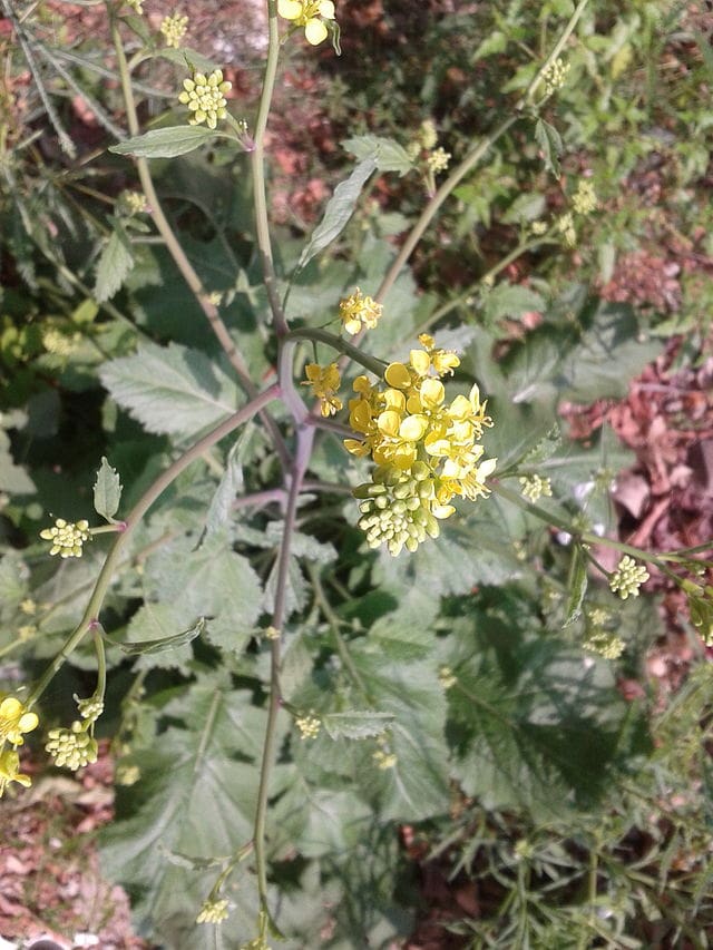 Charlock Mustard (Sinapis arvensis) Identification