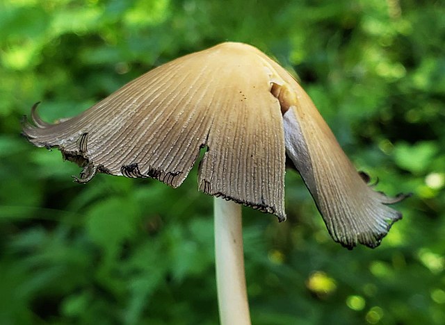Glistening Inkcap (Coprinellus Micaceus) Identification