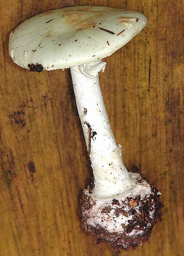 The False Death Cap (Amanita Citrina) Identification