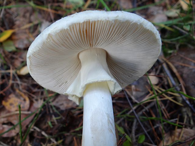 The False Death Cap (Amanita Citrina) Identification