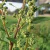 Fat Hen (Chenopodium Album) Identification