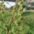 Fat Hen (Chenopodium Album) Identification