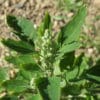 Fat Hen (Chenopodium Album) Identification