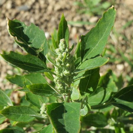 Fat Hen (Chenopodium Album) Identification