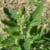 Fat Hen (Chenopodium Album) Identification