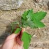 Fat Hen (Chenopodium Album) Identification