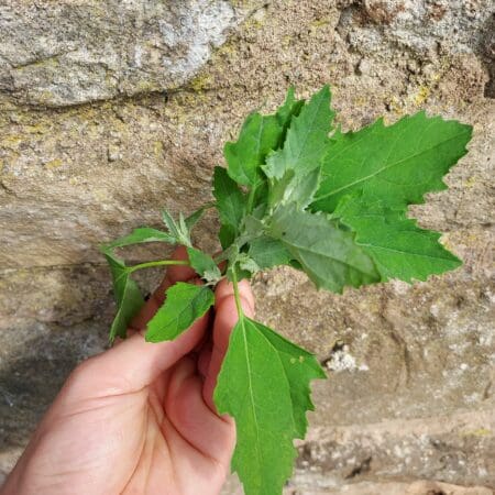 Fat Hen (Chenopodium Album) Identification