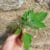 Fat Hen (Chenopodium Album) Identification