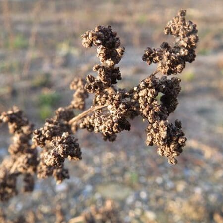 Fat Hen (Chenopodium Album) Identification