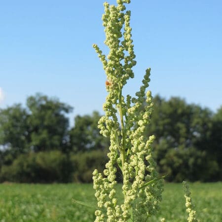 Fat Hen (Chenopodium Album) Identification